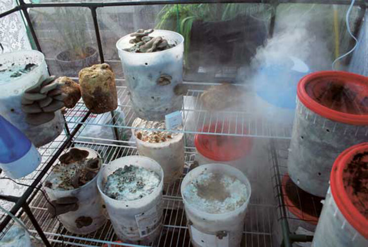 How to Build a Home Fruiting Chamber – Mother Earth News